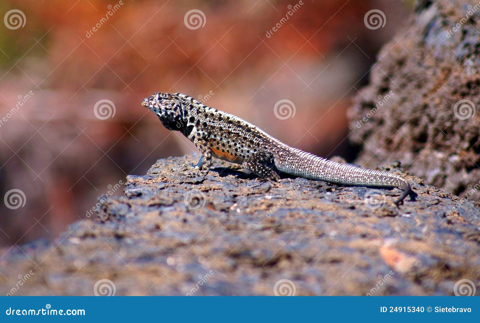 Galapagos Lava Lizard in the Galapagos Stock Photo - Image of dinosaur ...