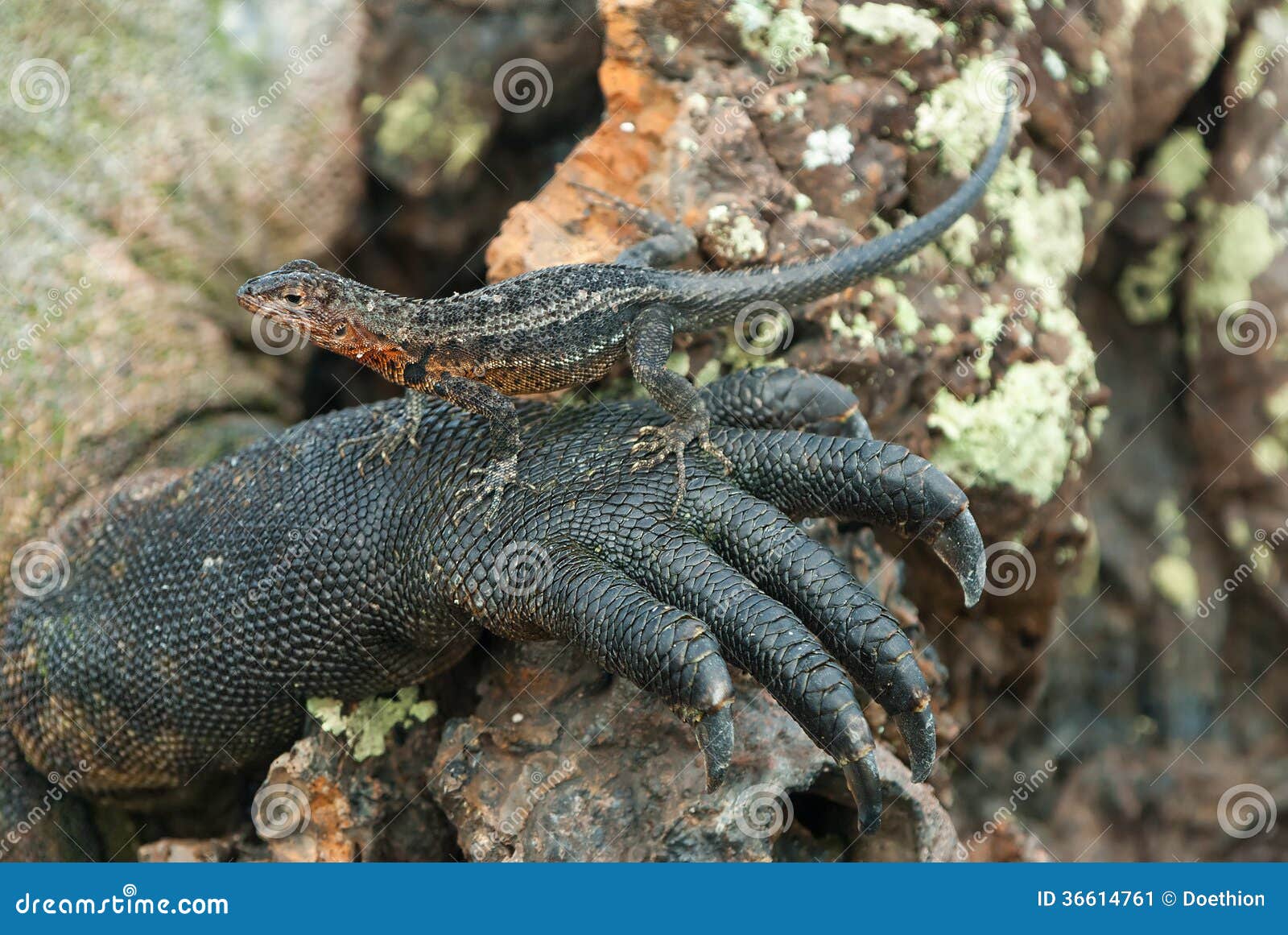 Galapagos Lava Lizard Resting on Leg of Marine Iguana Stock Image ...