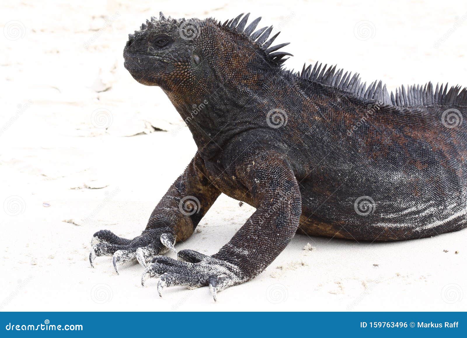 Galapagos Leguan stock photo. Image of reptile, galapagos - 159763496