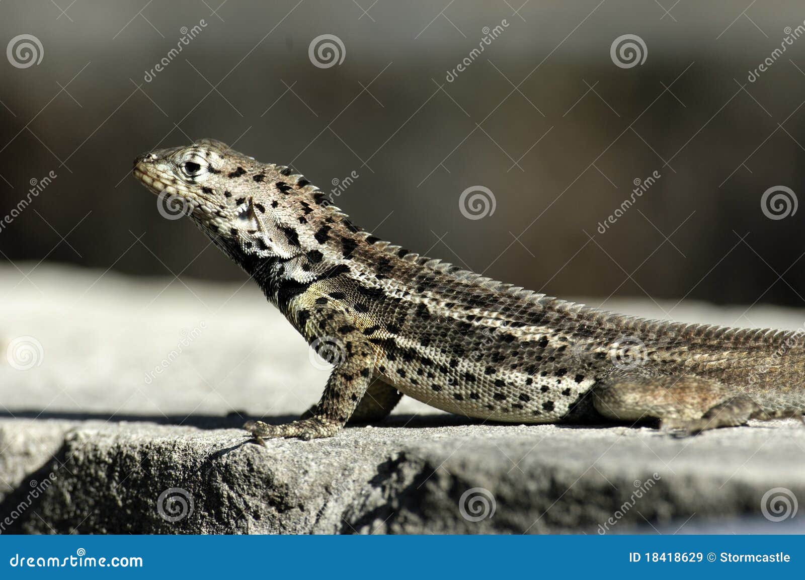 Galapagos Lizard stock image. Image of macro, creepy - 18418629