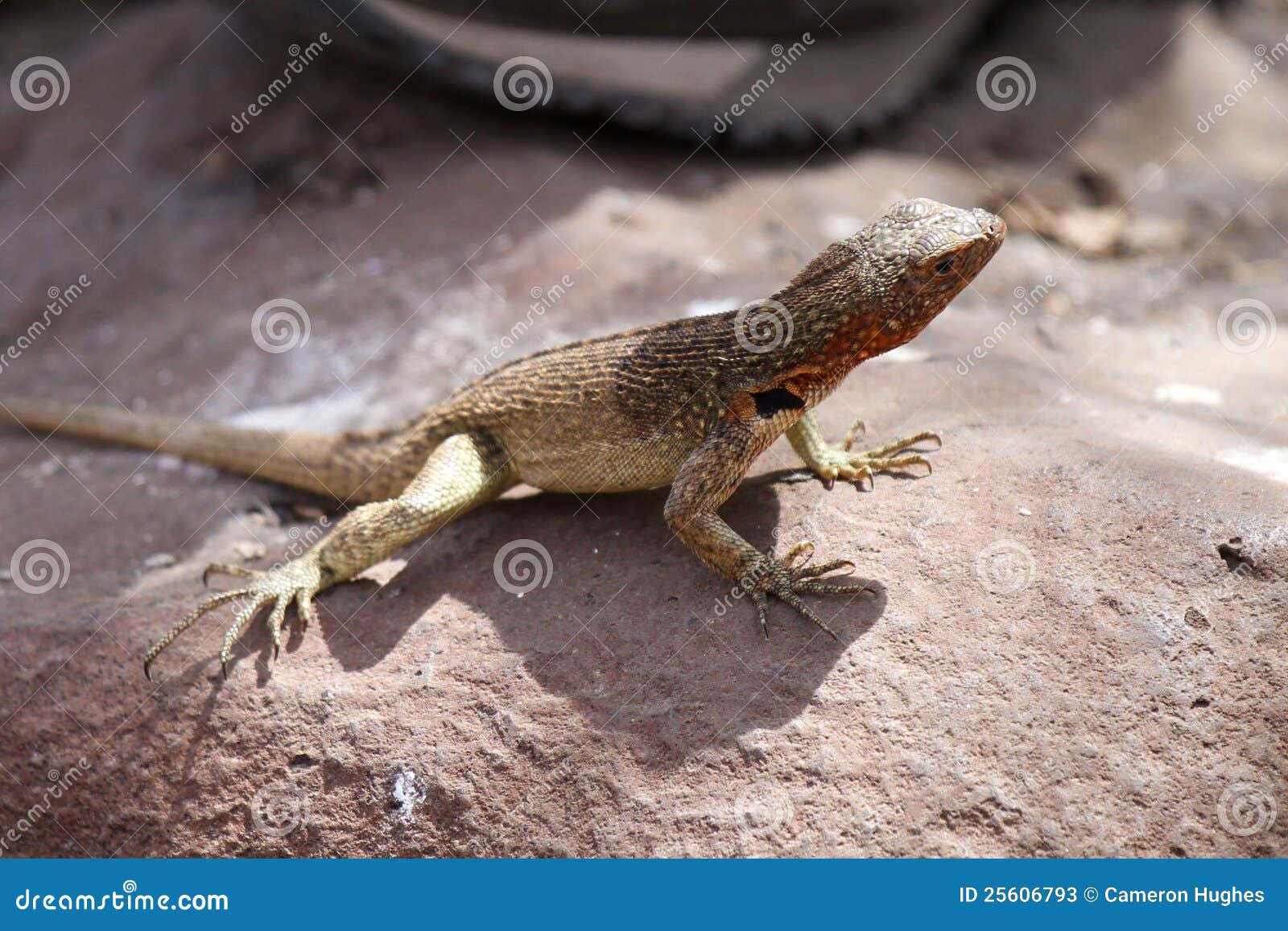 Galapagos Lizard stock image. Image of tropical, crawl - 25606793