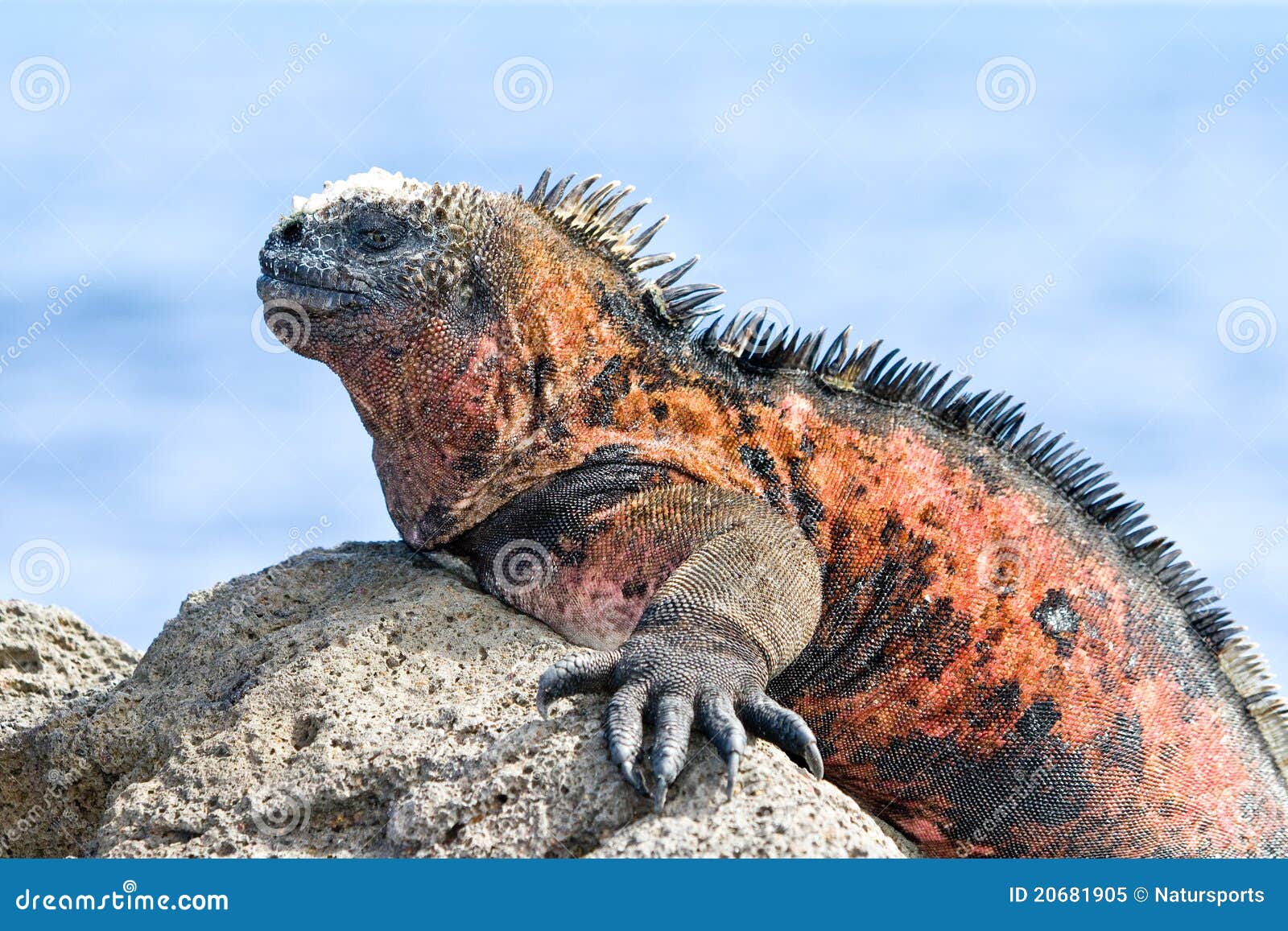 Galapagos marine iguana stock image. Image of animal - 20681905