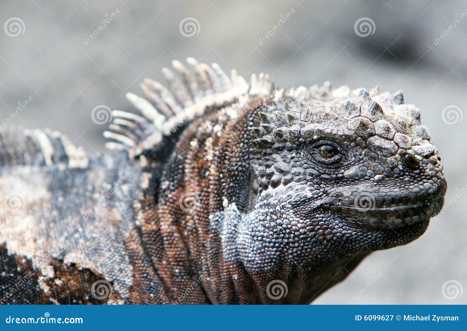 Galapagos Marine Iguana stock image. Image of scale, amphibian - 6099627