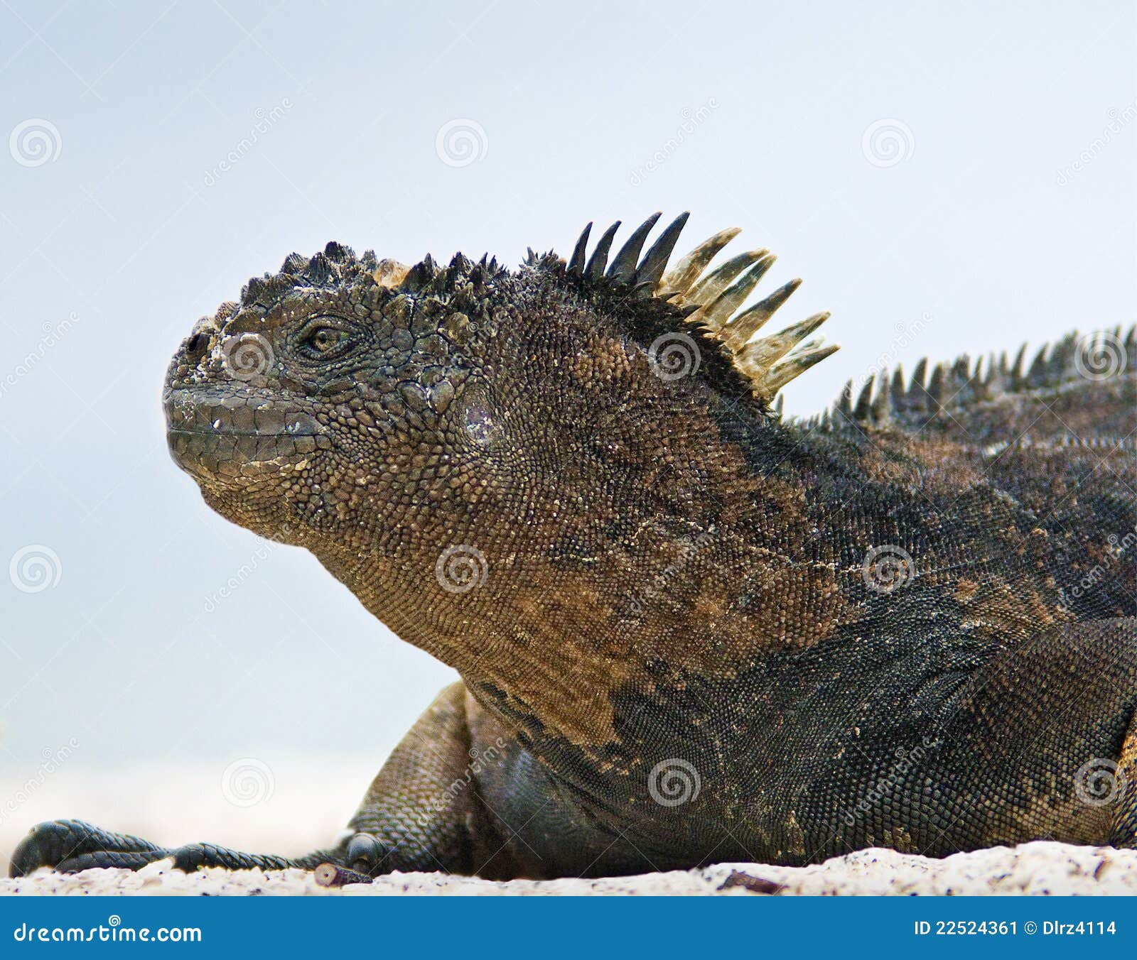 Galapagos Marine Iguana Profile Stock Image - Image of land, santa ...