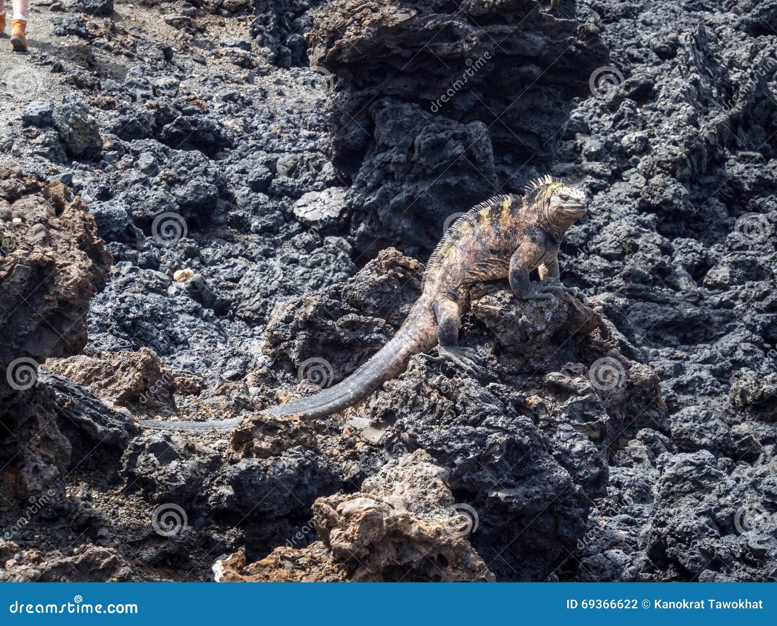 Galapagos Marine Iguana Resting on Lava Rocks Stock Photo - Image of ...