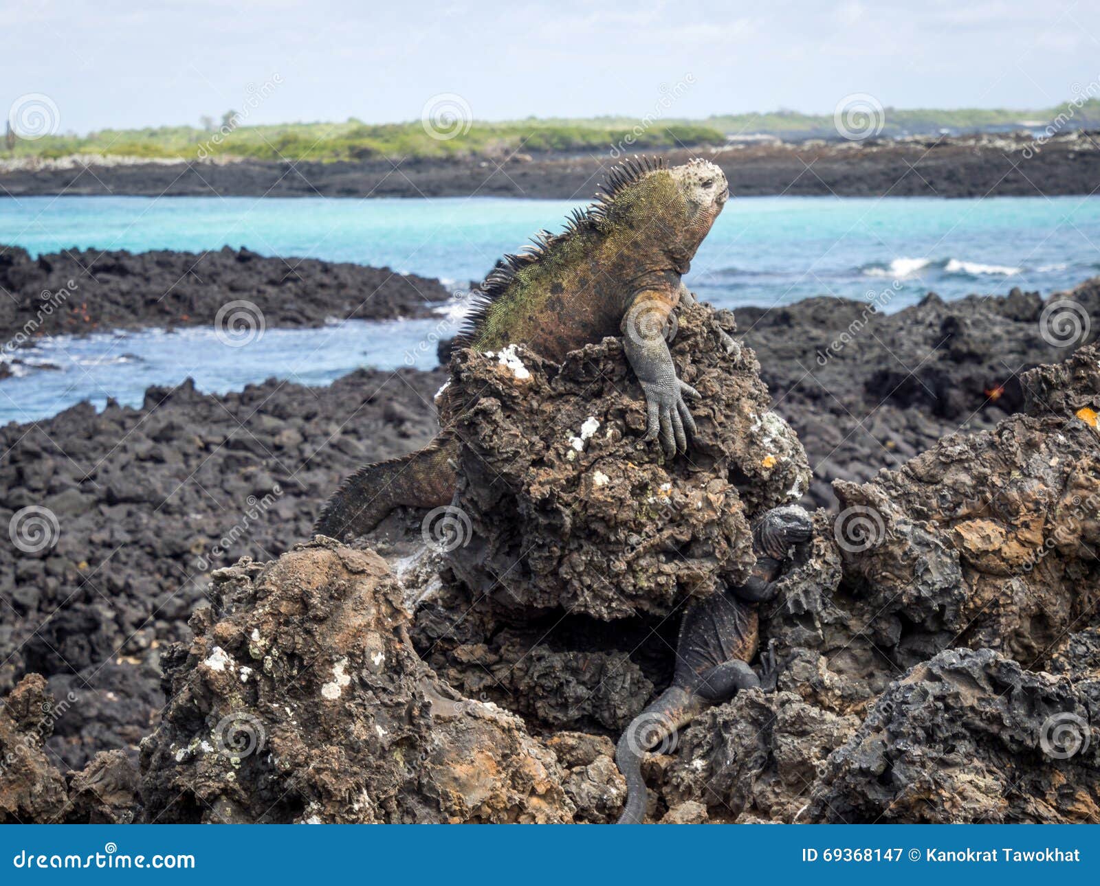 Galapagos Marine Iguana Resting on Lava Rocks Stock Image - Image of ...