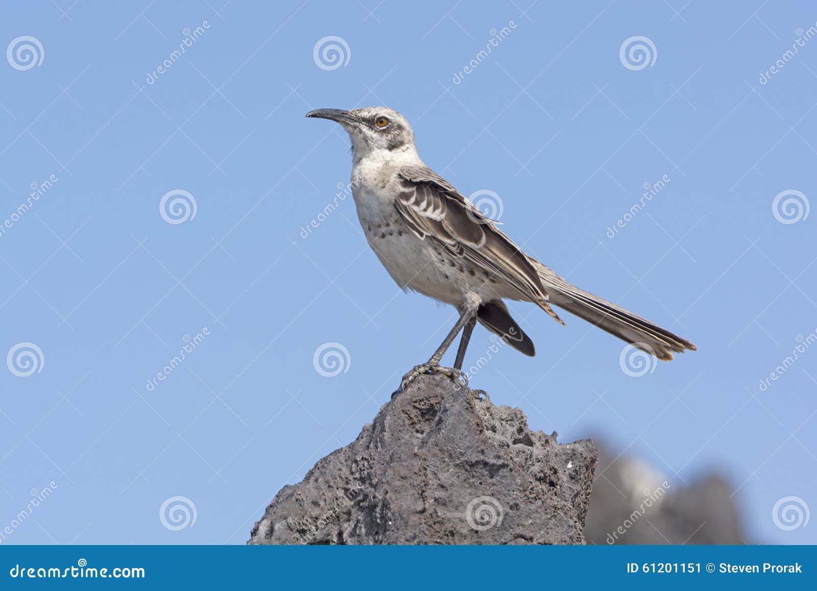 Galapagos Mockingbird on a Rock Stock Image - Image of outdoor ...
