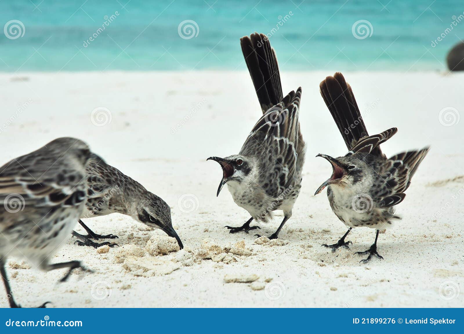 Twitter Fight Stock Photos - Free & Royalty-Free Stock Photos from ...