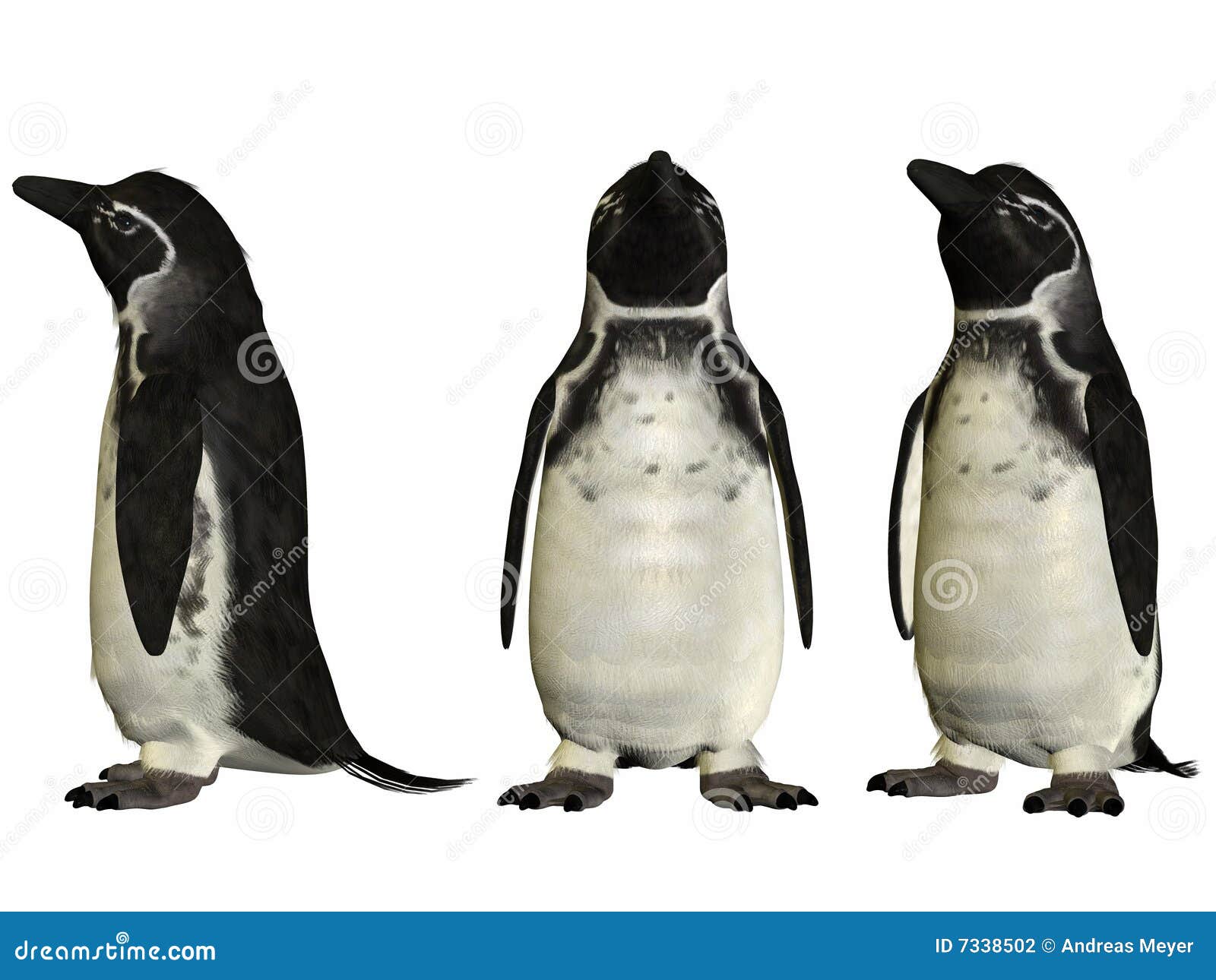 Galapagos Penguin - Vector Illustration Sketch Hand Drawn With B ...