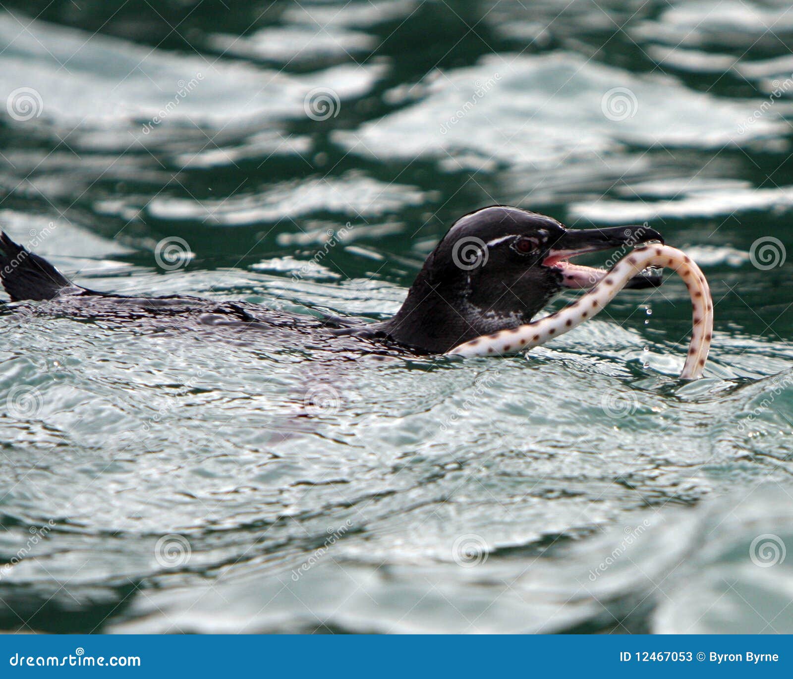 Galapagos Penguin with Tiger Snake Eel Stock Image - Image of food ...