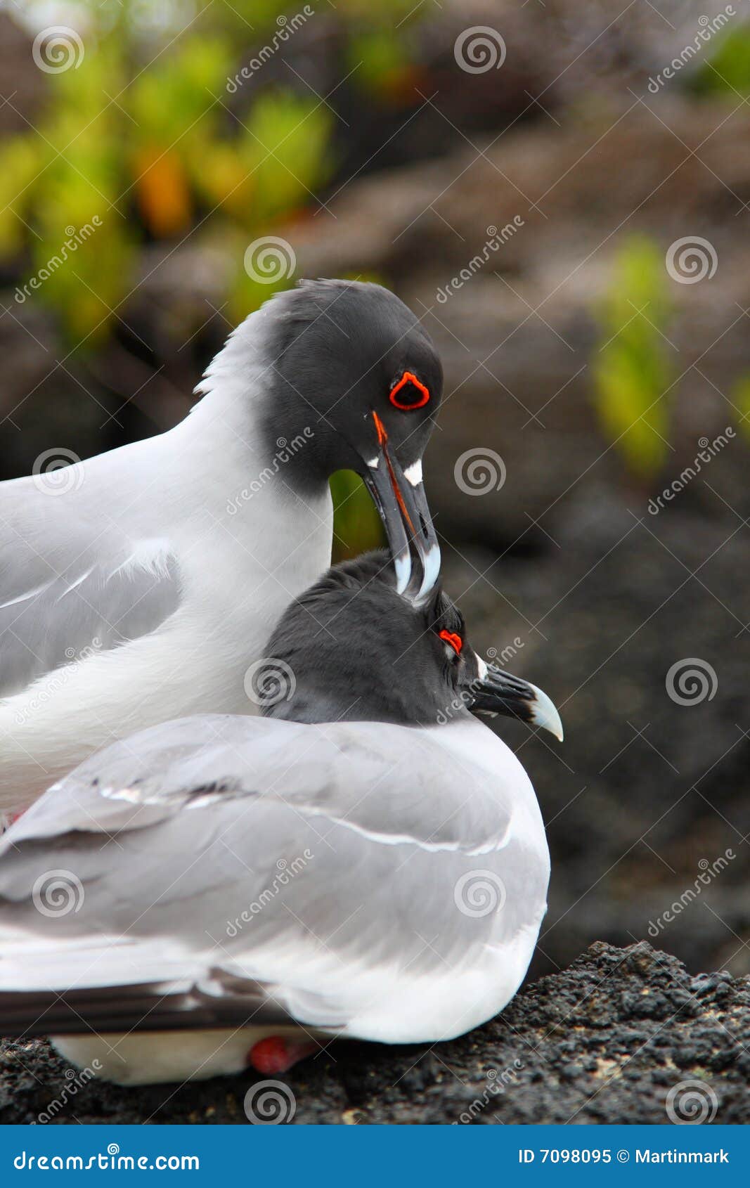 Galapagos seagull stock image. Image of cleaning, orange - 7098095