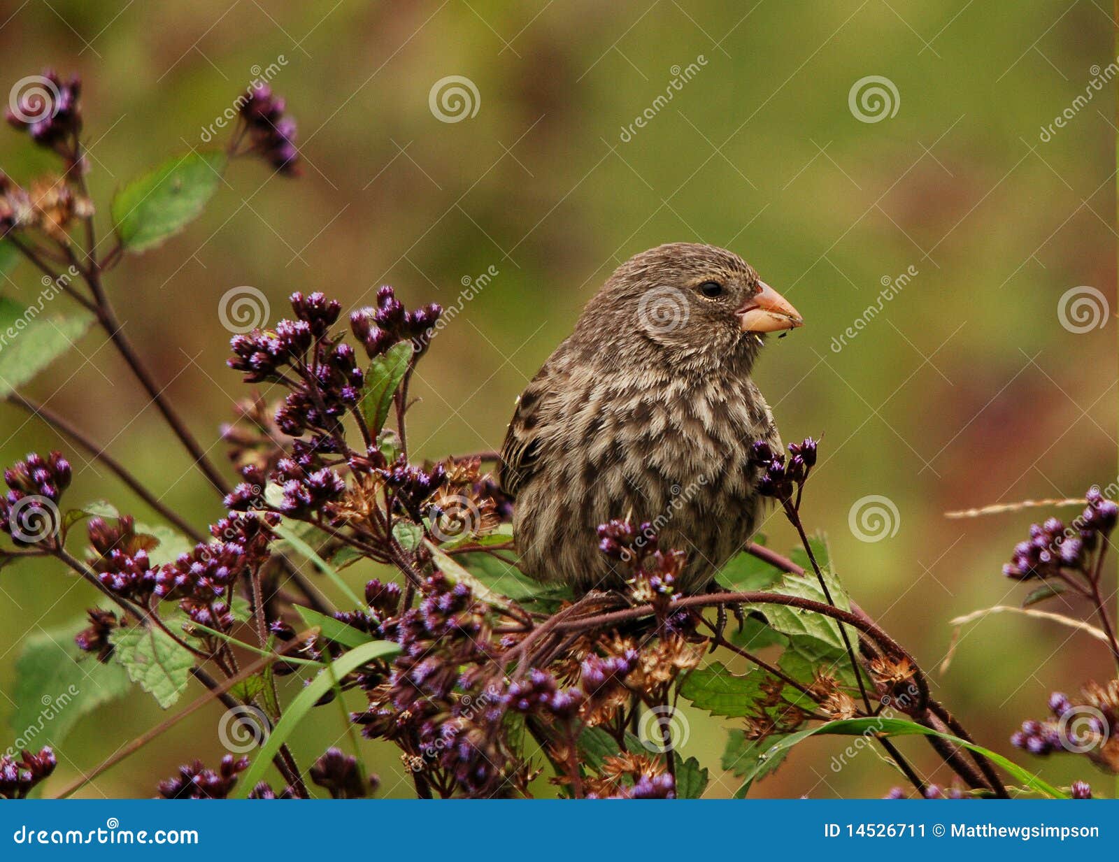 Galapagos Small Ground Finch Stock Image - Image of galapagos, female ...