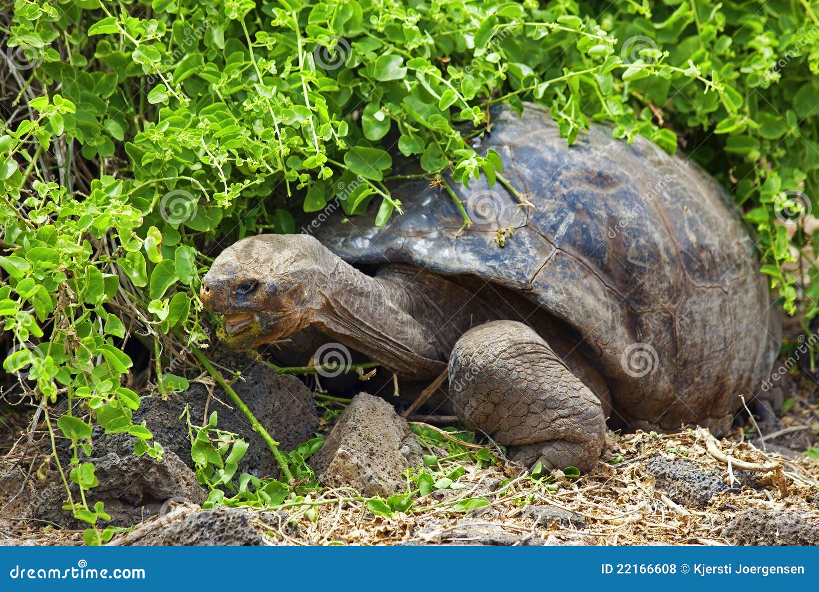 A Galapagos tortoise stock photo. Image of hungry, food - 22166608