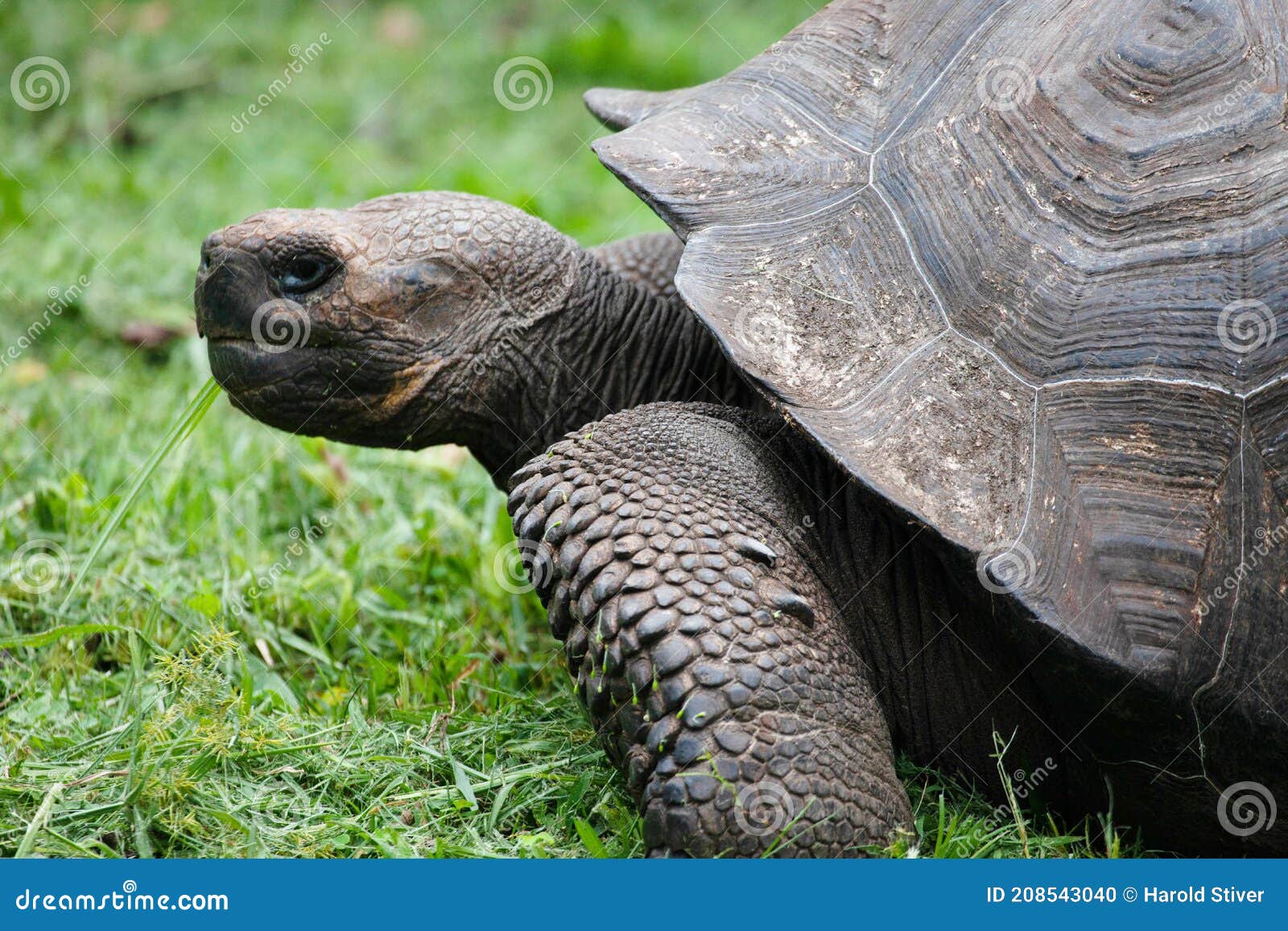 Galapagos Tortoise Chelonoidis Porteri Side View Stock Photo - Image of ...
