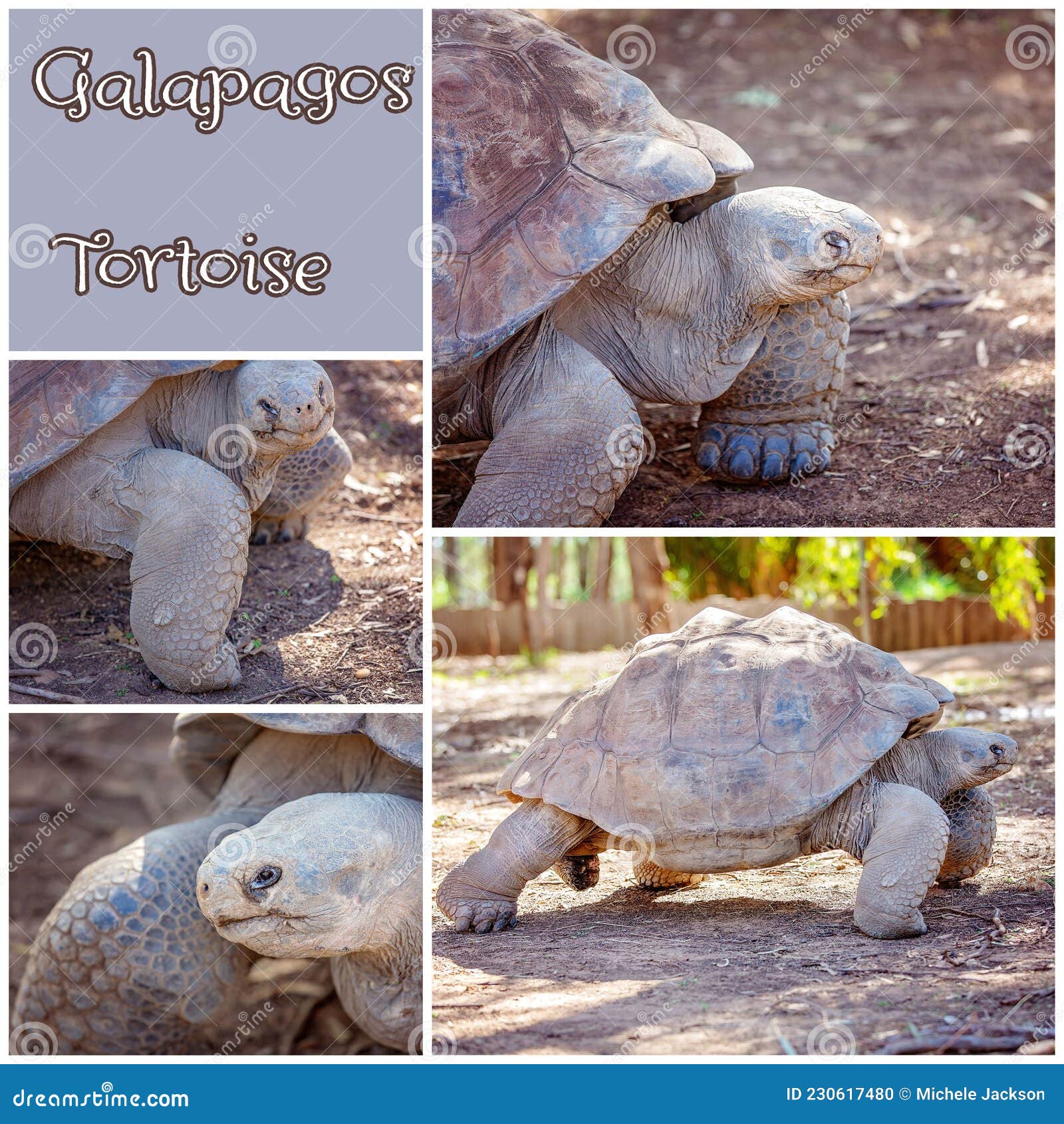 Galapagos Tortoise Collage of Images Stock Photo - Image of island ...