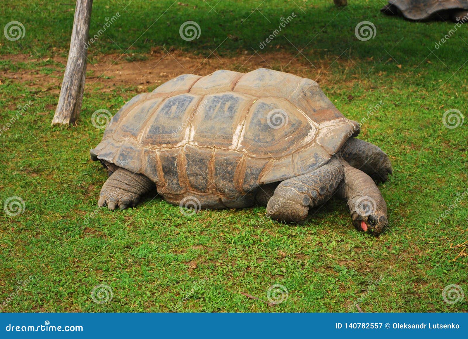 Galapagos tortoise eating stock image. Image of nigra - 140782557