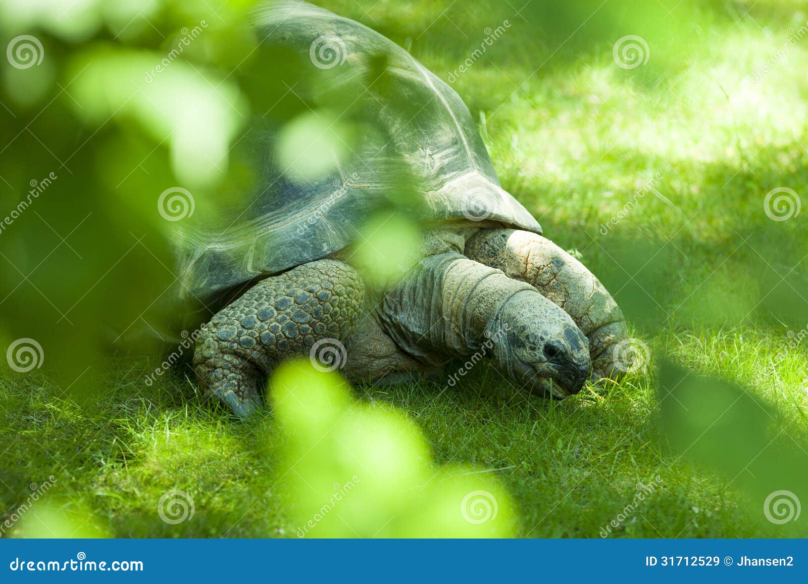 Galapagos Tortoise stock image. Image of animal, exotic - 31712529
