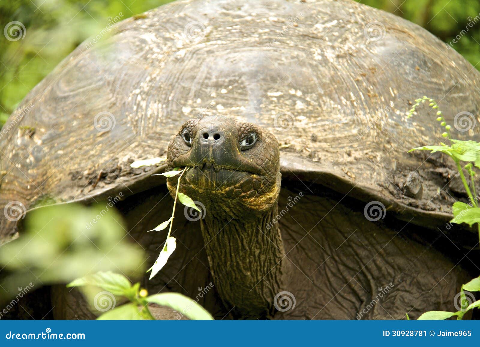 Galapagos tortoise eating stock image. Image of island - 30928781