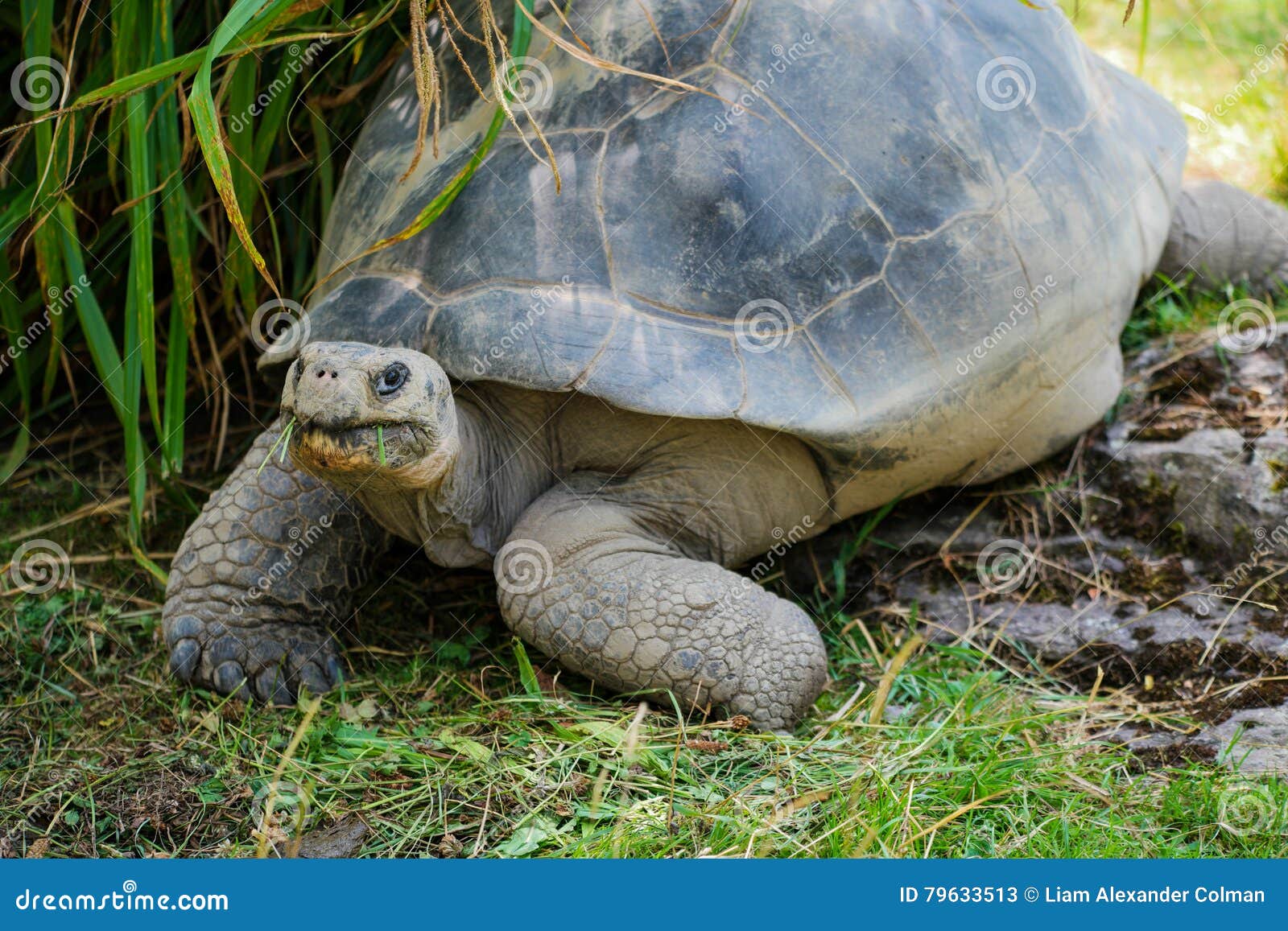 Galapagos tortoise eating stock image. Image of galapagos - 79633513