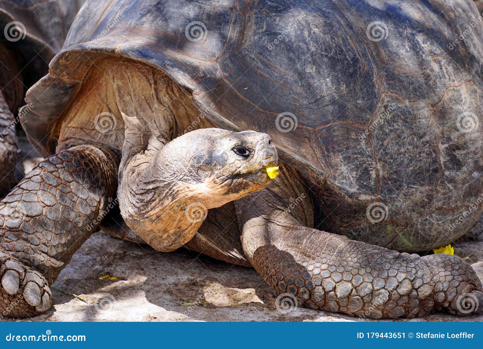 Galapagos Tortoise Eating a Yellow Flower Stock Image - Image of ...