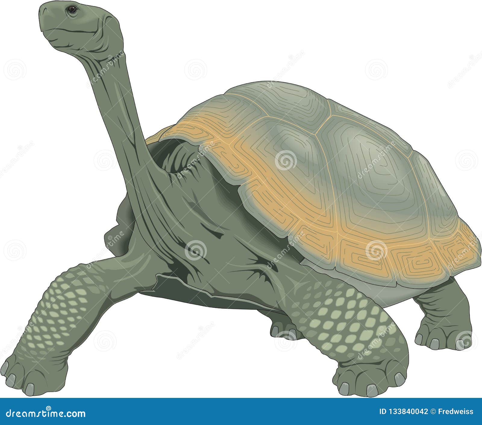 Galapagos Tortoise Illustration Stock Vector - Illustration of ...