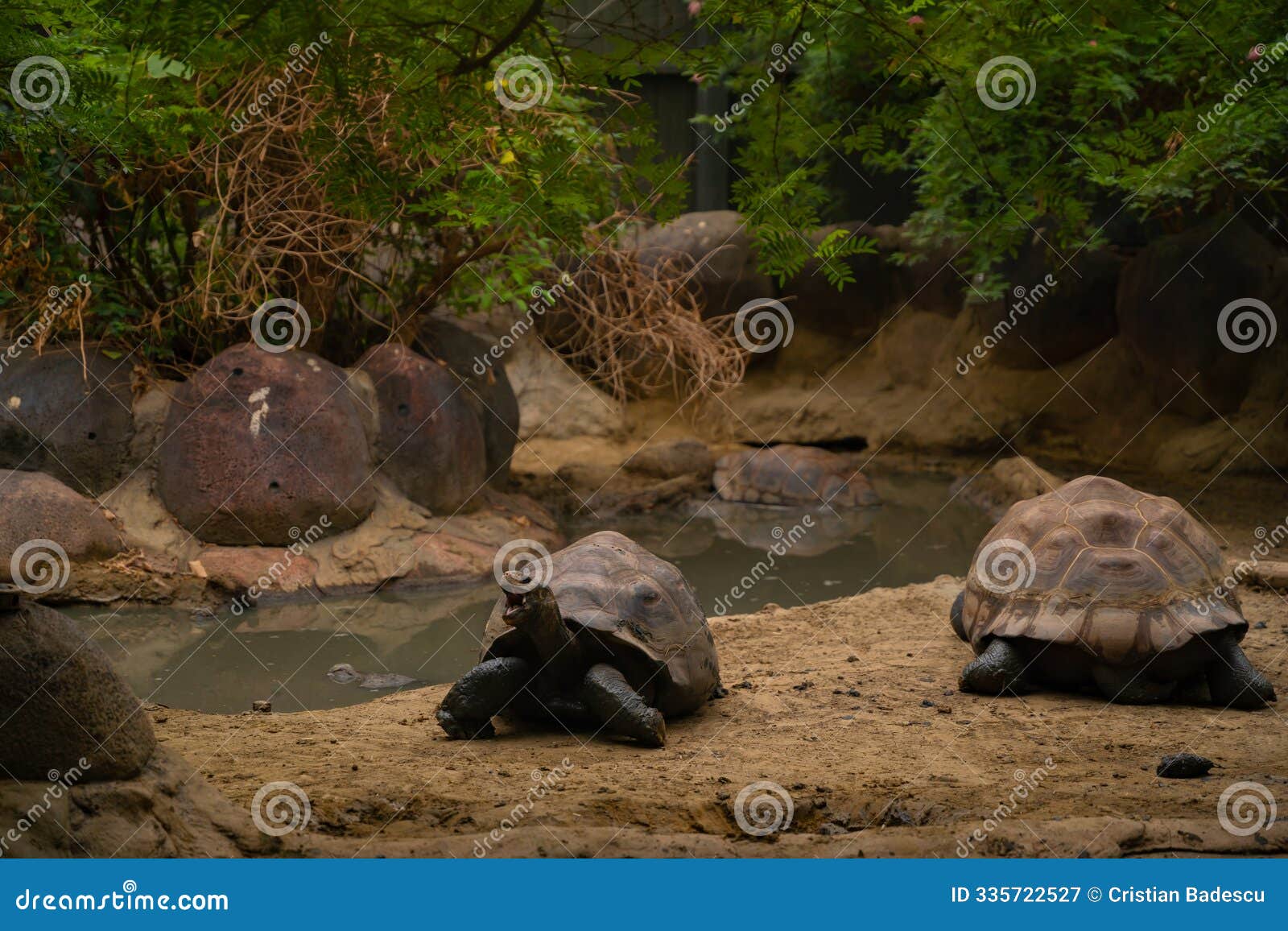 The Galapagos Tortoise, a Large and Ancient Long-lived Reptile with a ...