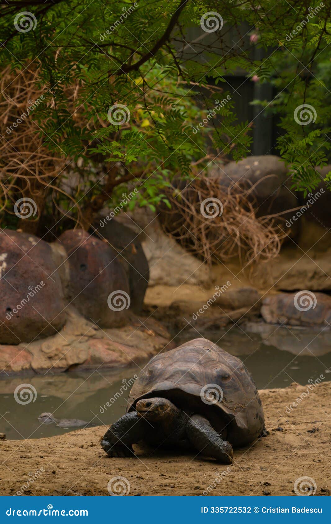 Shell Of Galapagos Tortoise Or Galapagos Giant Tortoise Stock Photo ...
