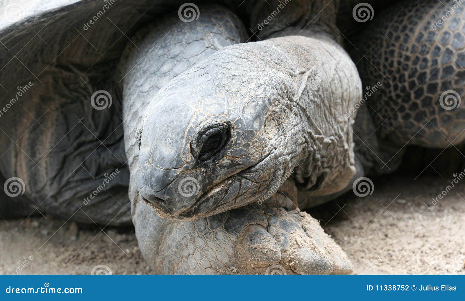 Galapagos Tortoise Portrait Stock Photo - Image of grand, testudinidae ...