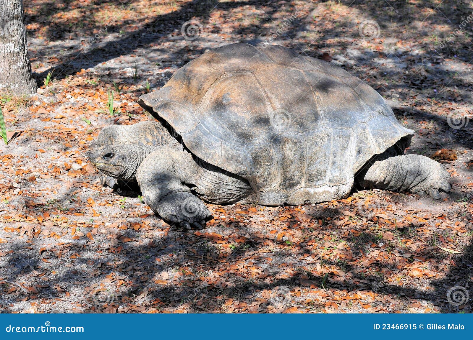 Galapagos Tortoise Walking stock image. Image of walk - 23466915