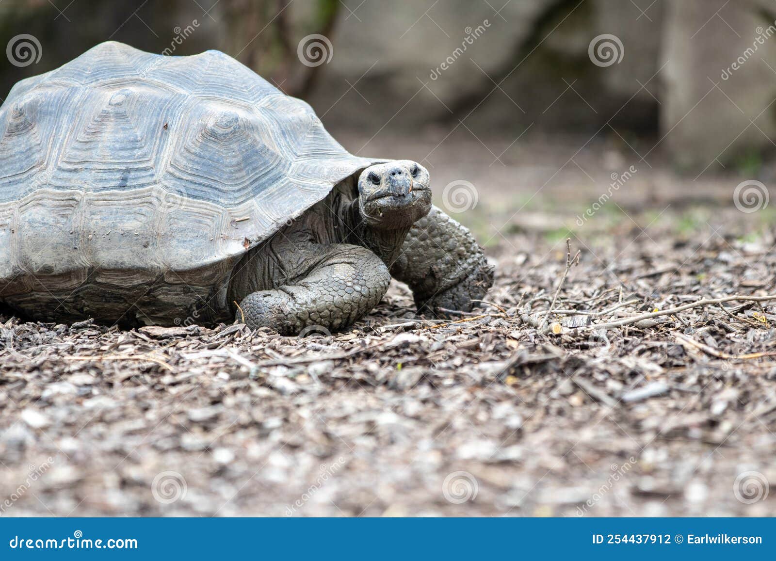 Galapagos Tortoise at the Zoo Stock Photo - Image of grass, scales ...