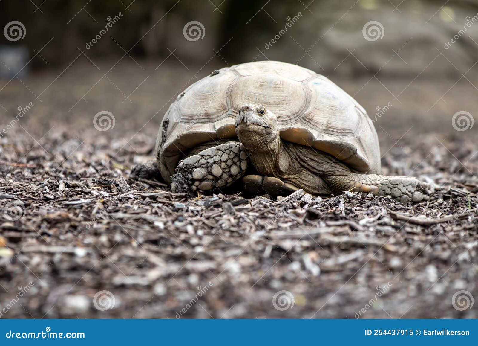 Galapagos Tortoise at the Zoo Stock Image - Image of ancient, conserve ...