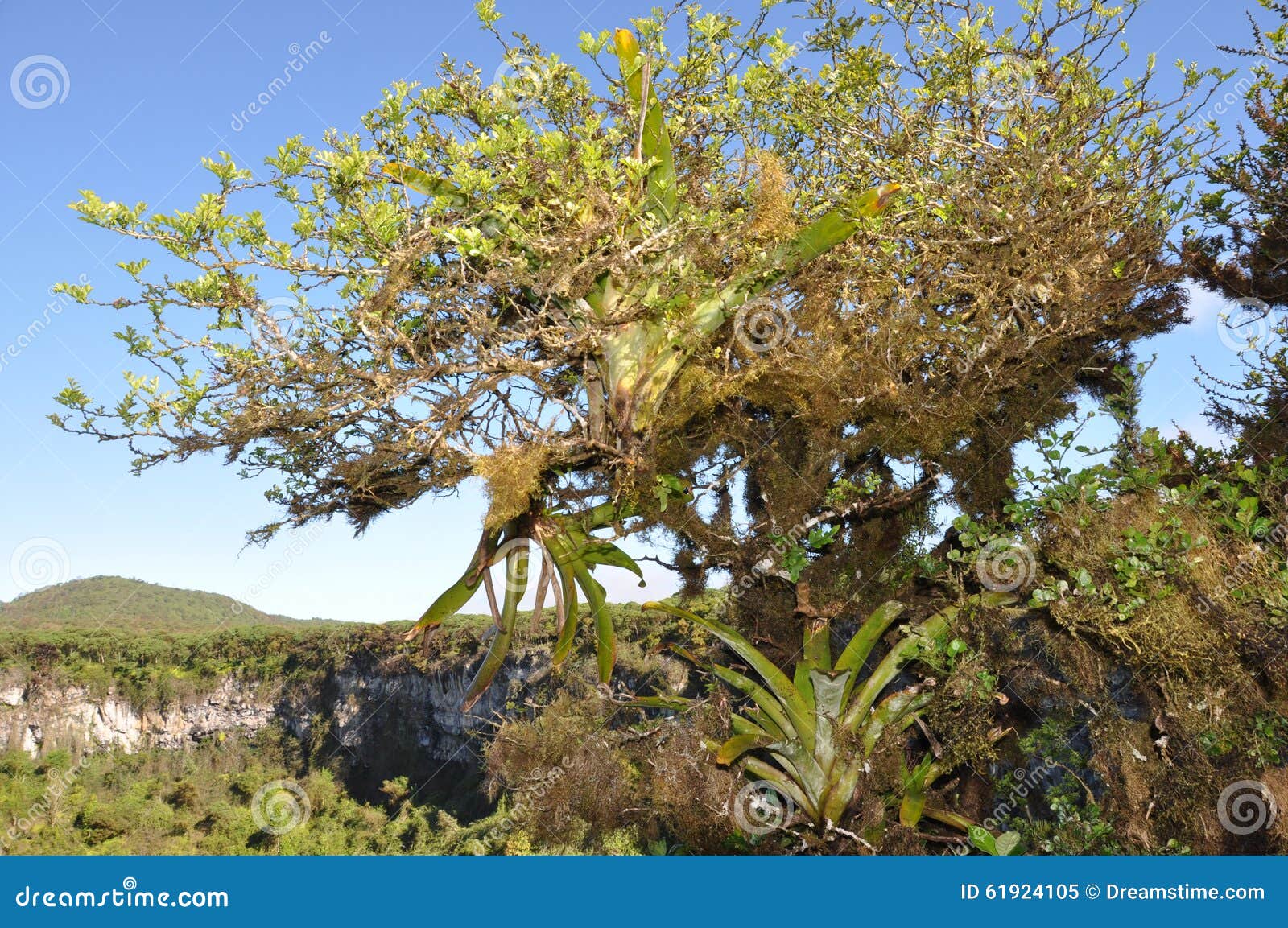 Galapagos tropical stock image. Image of tree, galapagos - 61924105