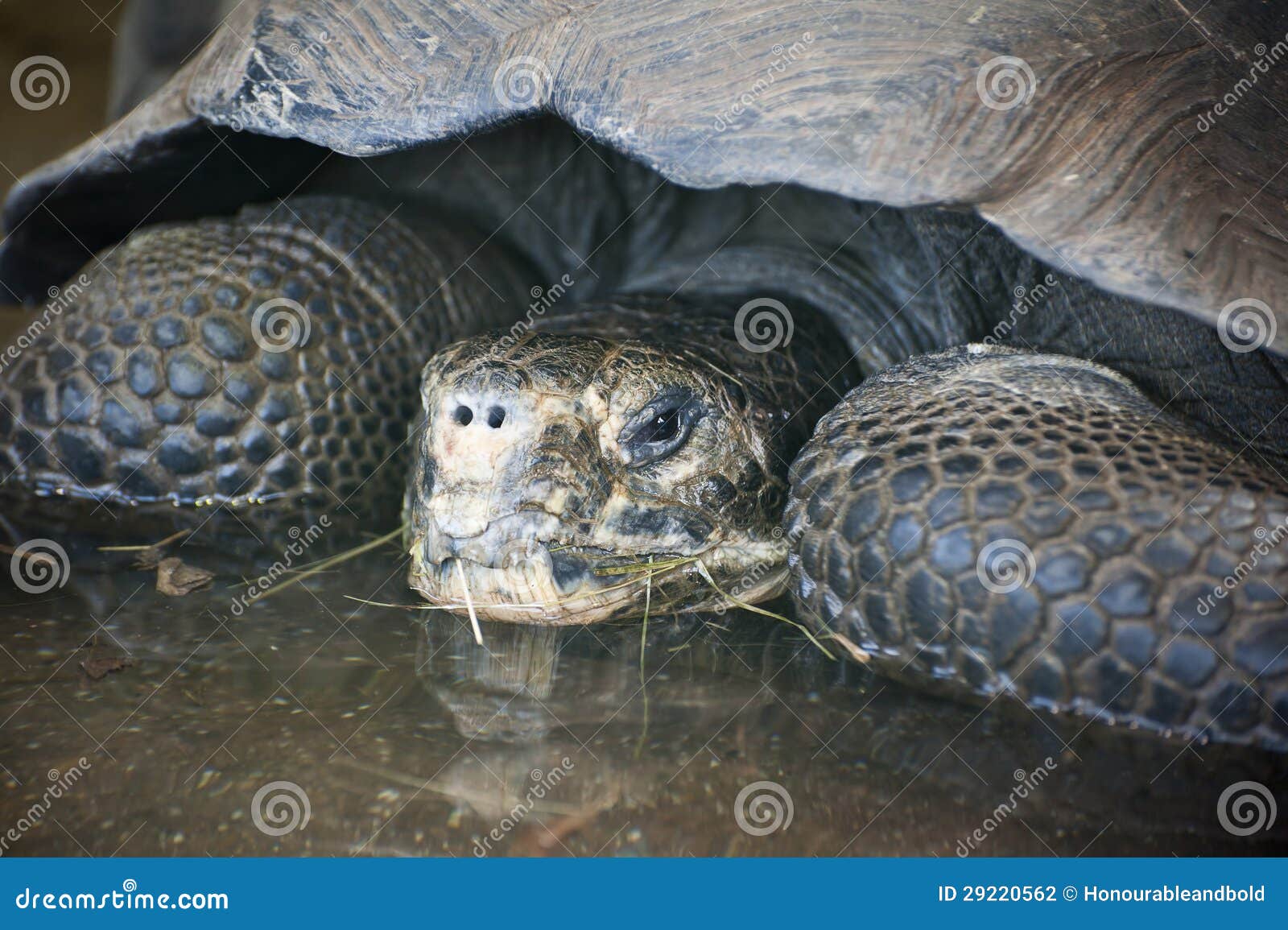 Galapagos Turtle Chelonoidis Nigra Stock Photo - Image of shell, scales ...