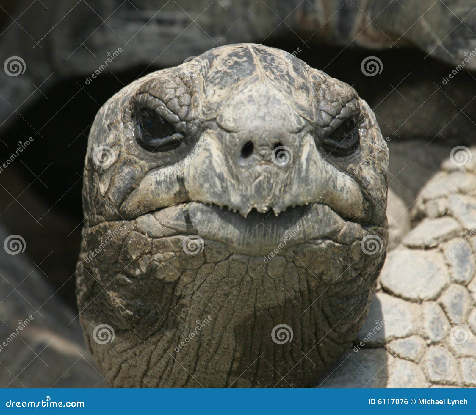 Galapagos Turtle head stock photo. Image of eyes, slow - 6117076