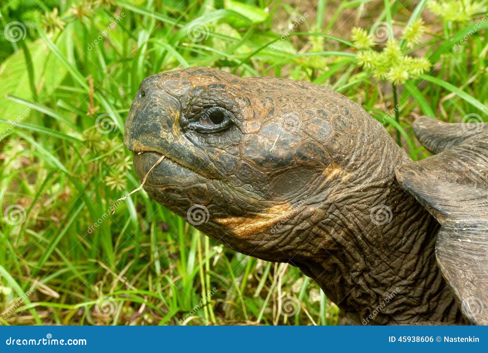 Galapagos Turtle stock photo. Image of ecuador, wildlife - 45938606
