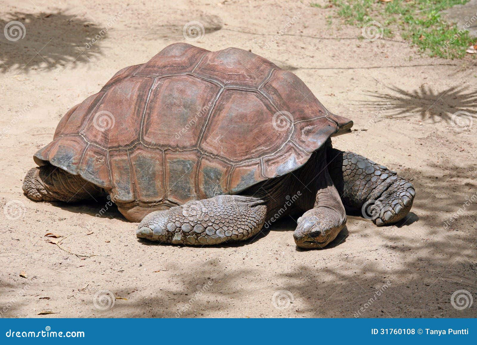 Galapagos Turtle Stock Photography | CartoonDealer.com #31760108