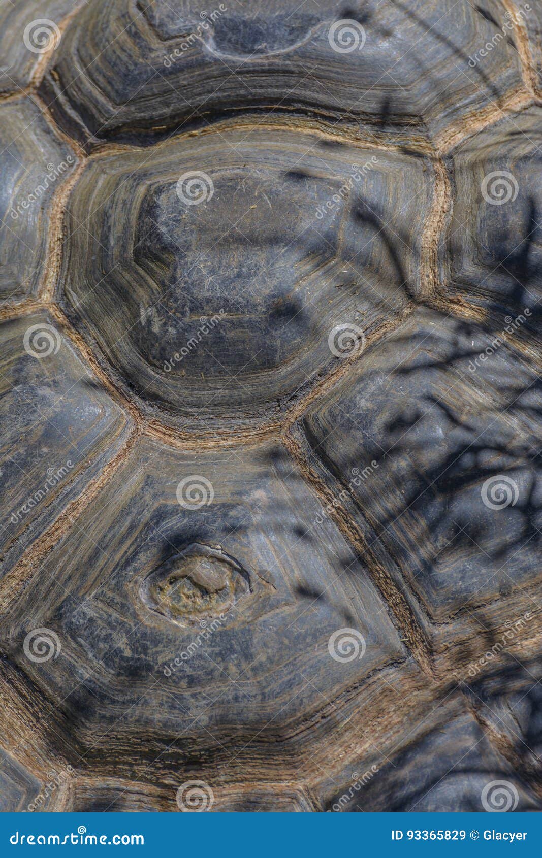Galapagos turtle shell stock image. Image of aged, close - 93365829