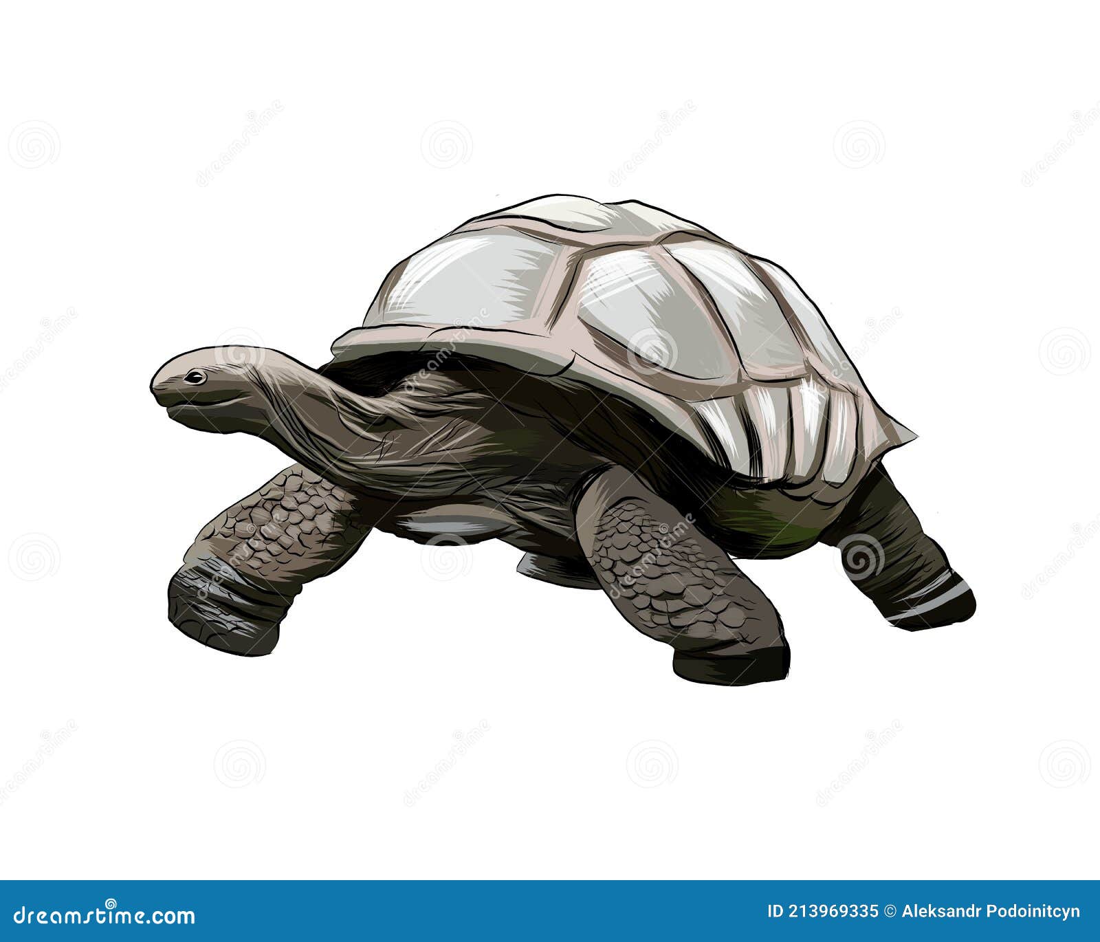Galapagos Turtle From A Splash Of Watercolor, Colored Drawing ...