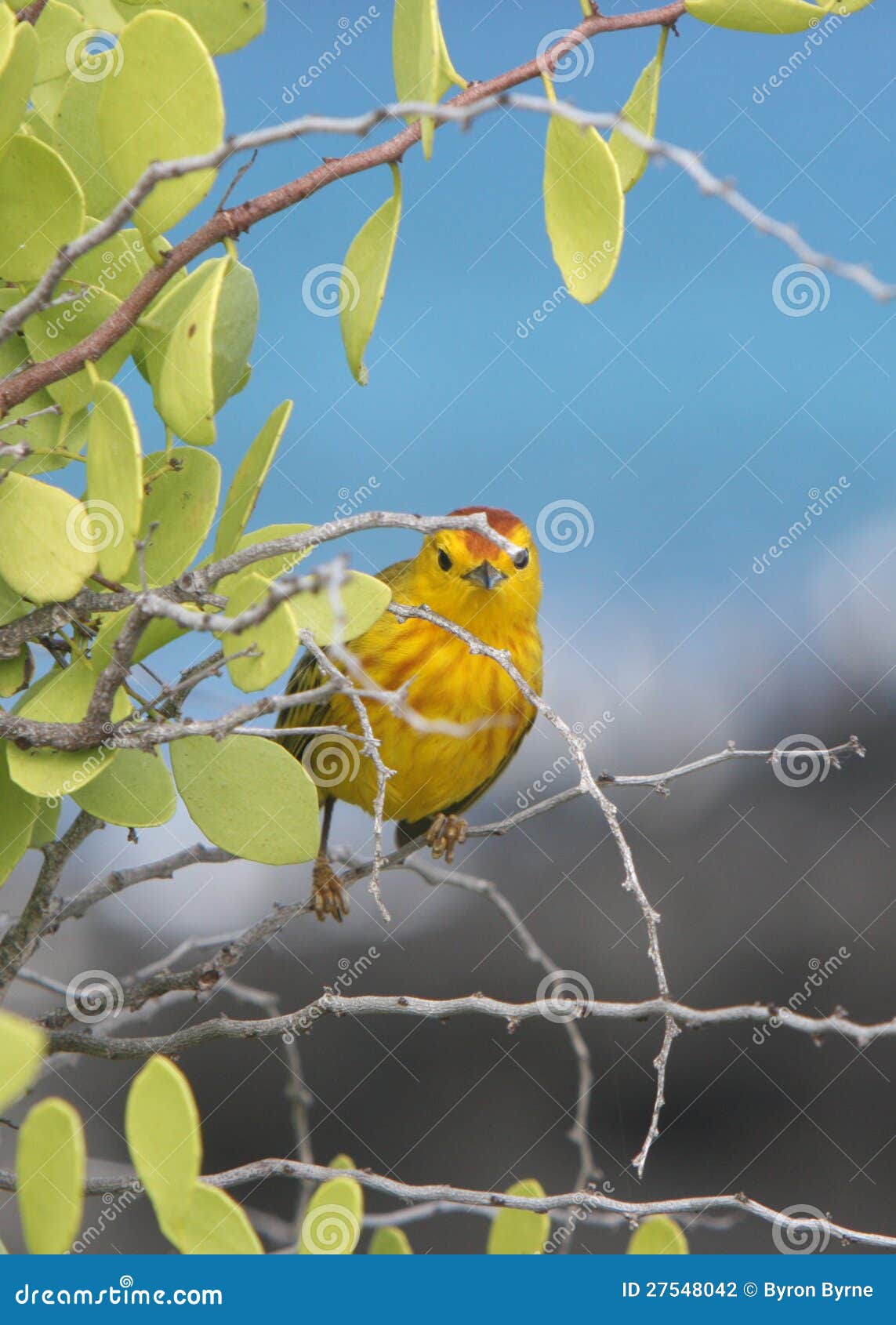 Galapagos Yellow Warbler Finch Stock Photo - Image of nature, travel ...