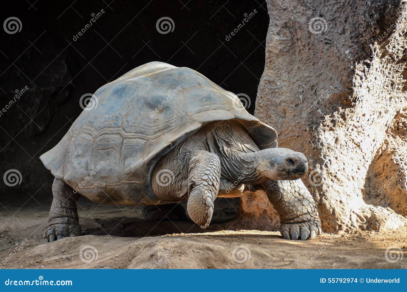 Galapgos Earth Tortoise Turtle Stock Photo - Image of species, island ...