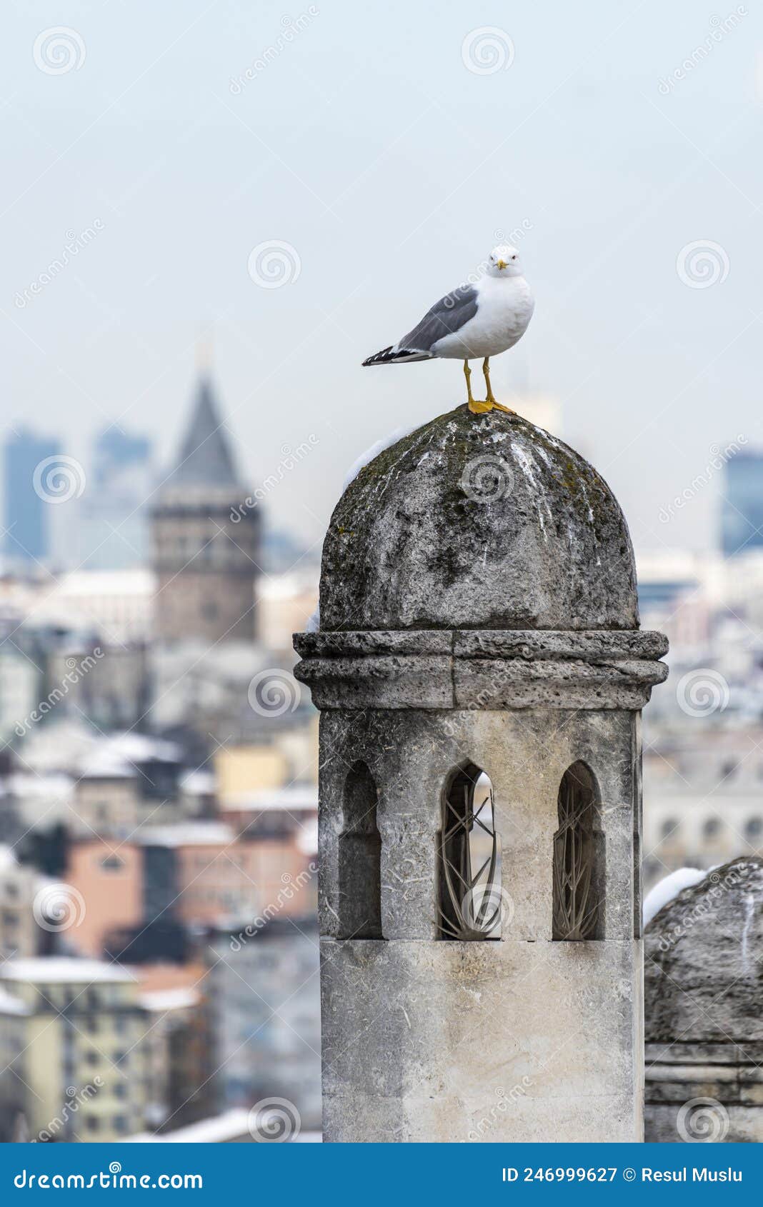 Galata Tower and Seagull in Istanbul, Turkey. Stock Image - Image of ... Galata Tower and Seagull in Istanbul, Turkey. Stock Image - Image of ...