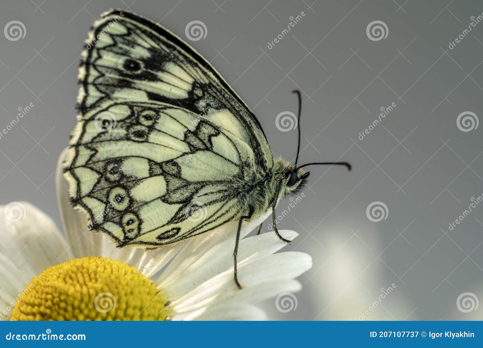 Galatea Butterfly Close-up on a Daisy Flower on a Gray Background Stock ...