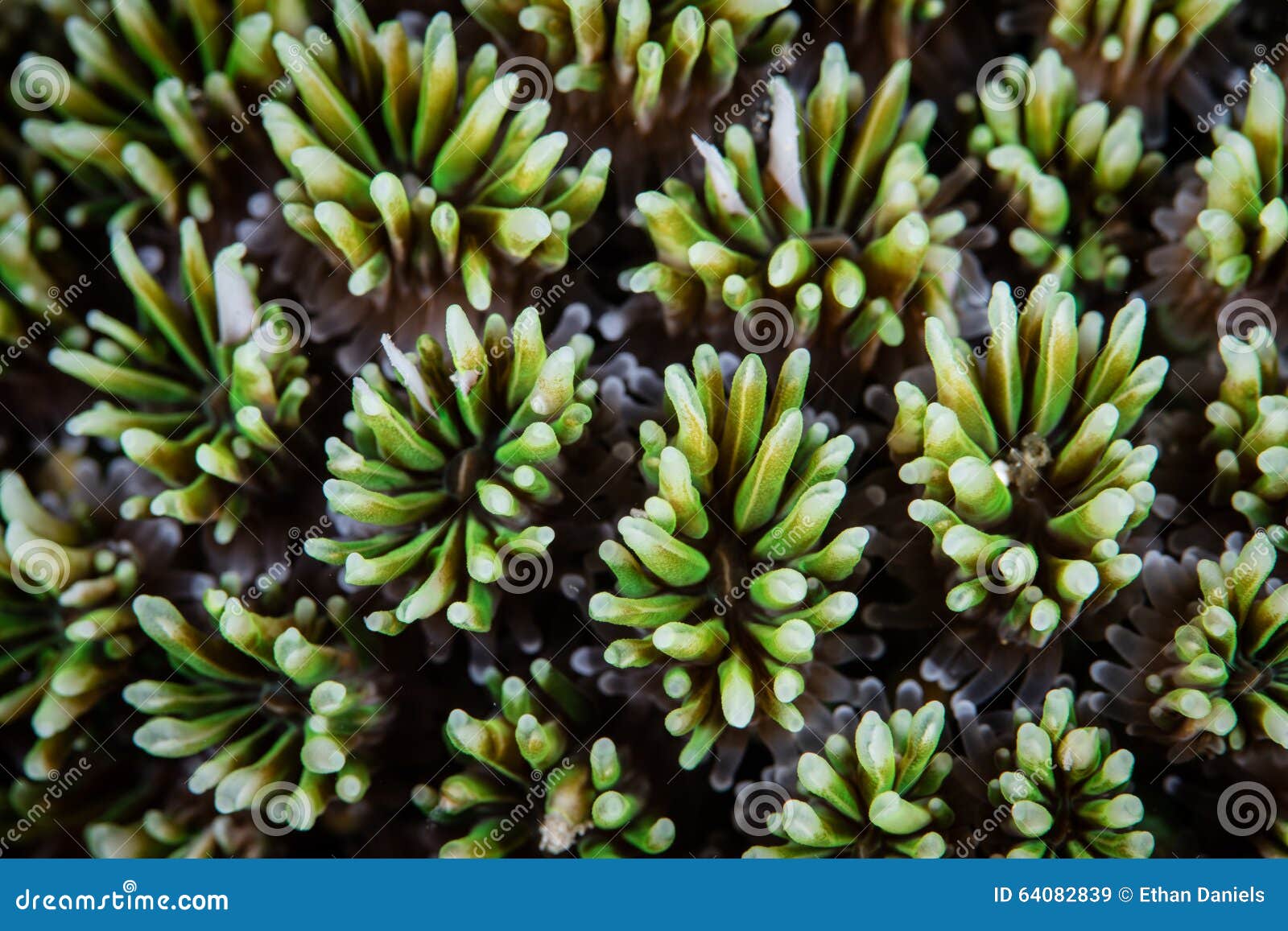 Galaxea Coral Polyps imagen de archivo. Imagen de ambiente - 64082839
