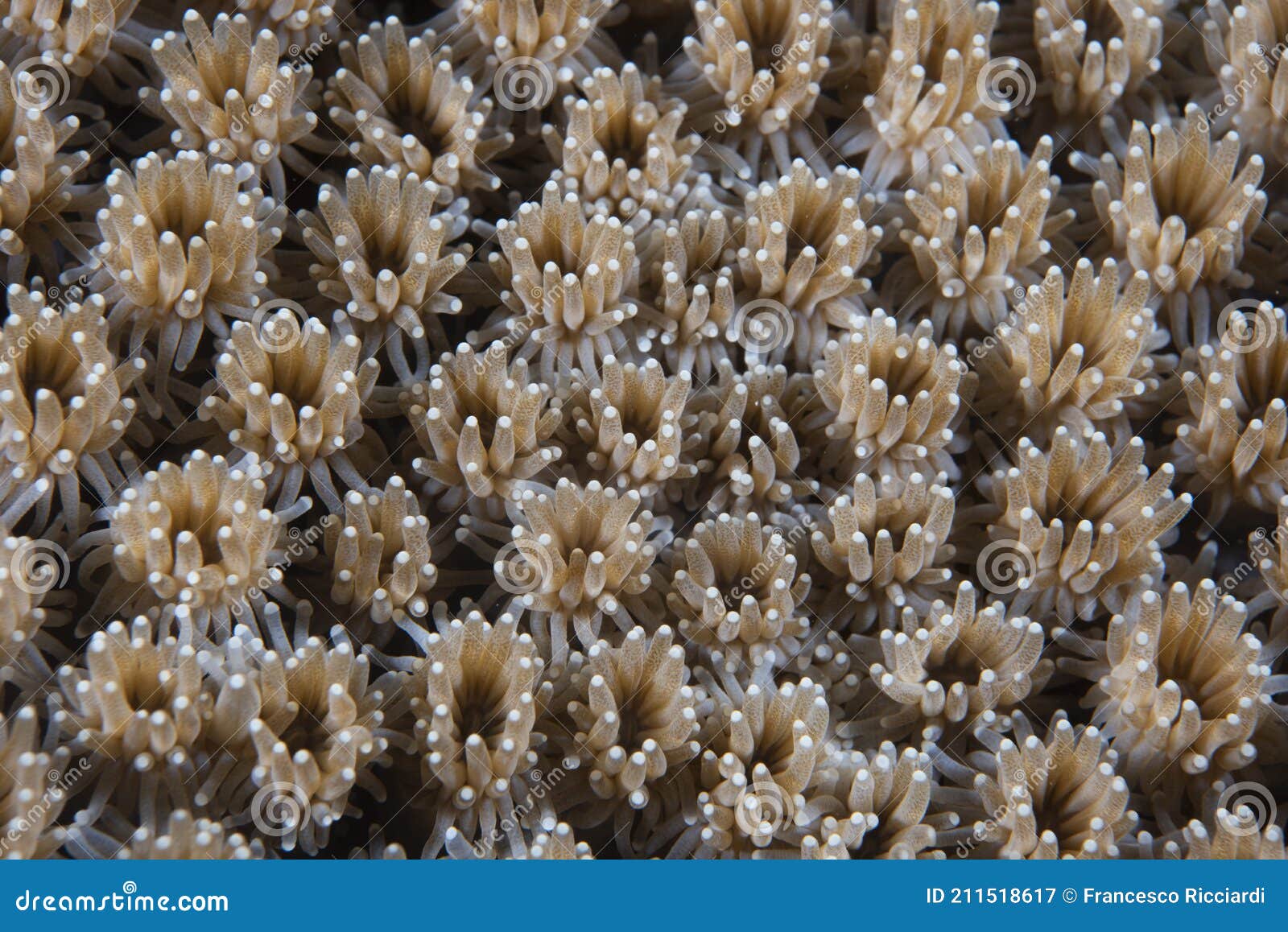 Hard Coral Galaxea Sp stock image. Image of tropical - 211518617