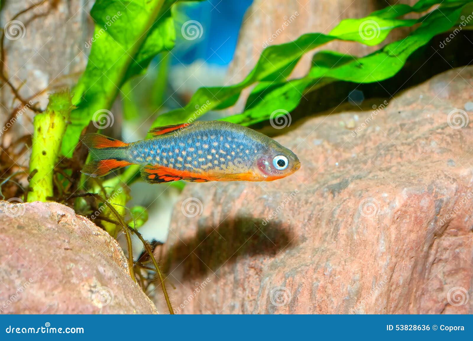 Galaxy fish stock photo. Image of aquarium, nature, tank - 53828636