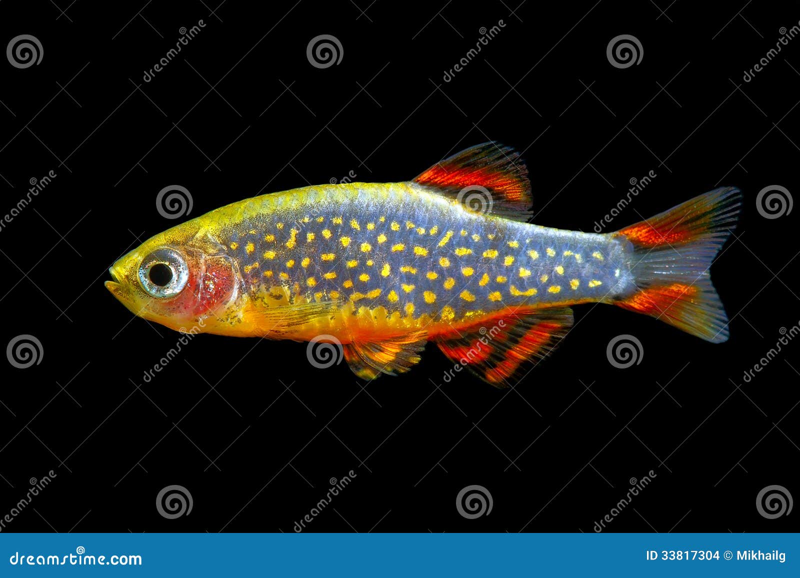 Galaxy Rasbora stock photo. Image of fins, animal, pearl - 33817304