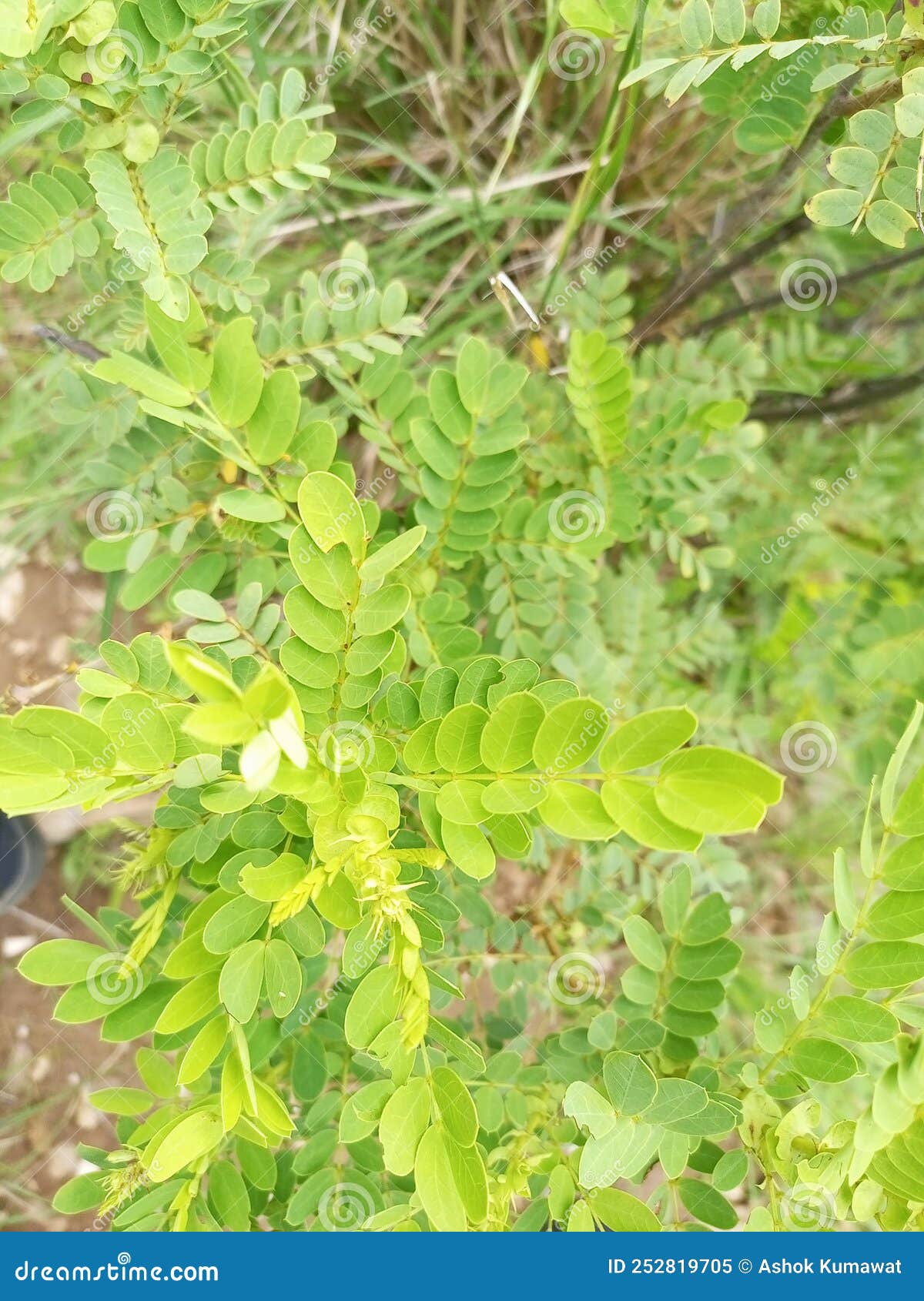 Phyllanthus Niruri Herb Plant And Other Name, Seed-under-leaf ...