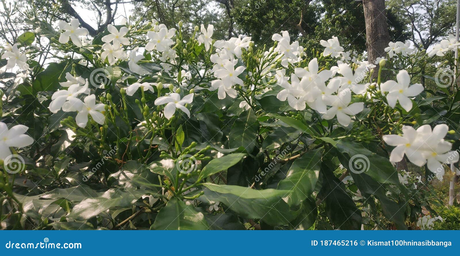 The Galgal Limcy Tree Image Stock Photo - Image of area, disurt: 187465216