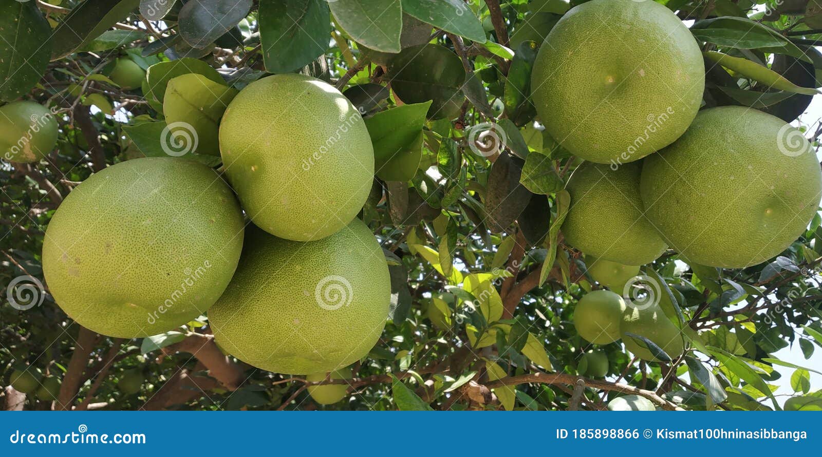 The Galgal Limcy Tree Image Stock Photo - Image of three, area: 185898866