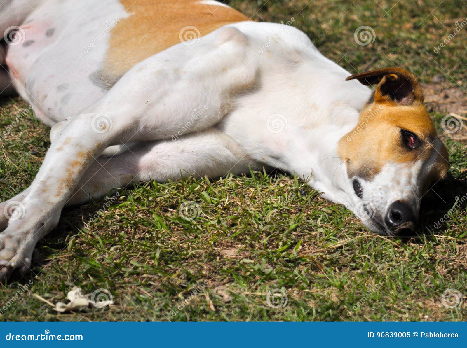 Galgo espanol dog stock image. Image of galgo, view, nature - 90839005